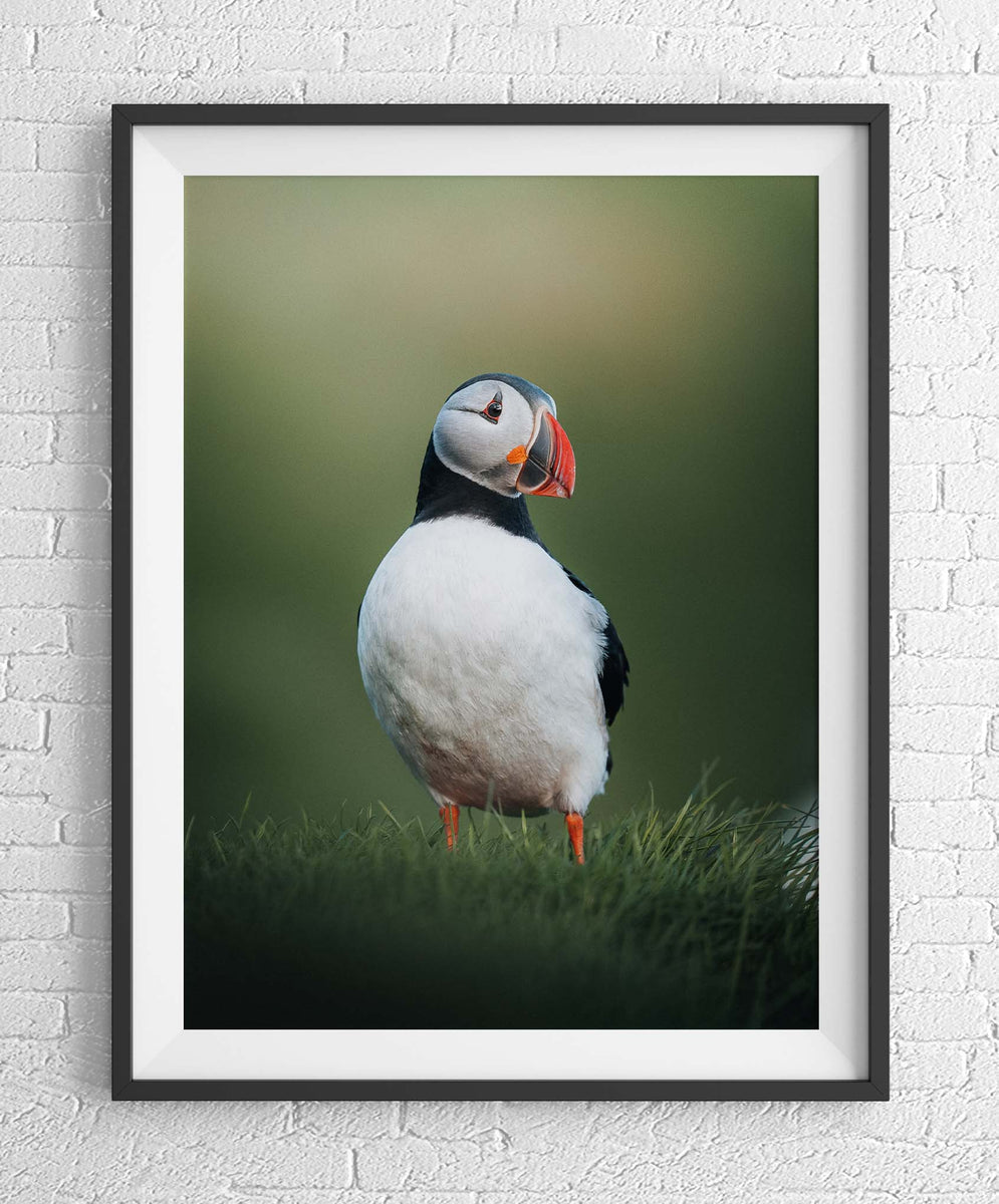 PUFFIN – WithLuke Studios